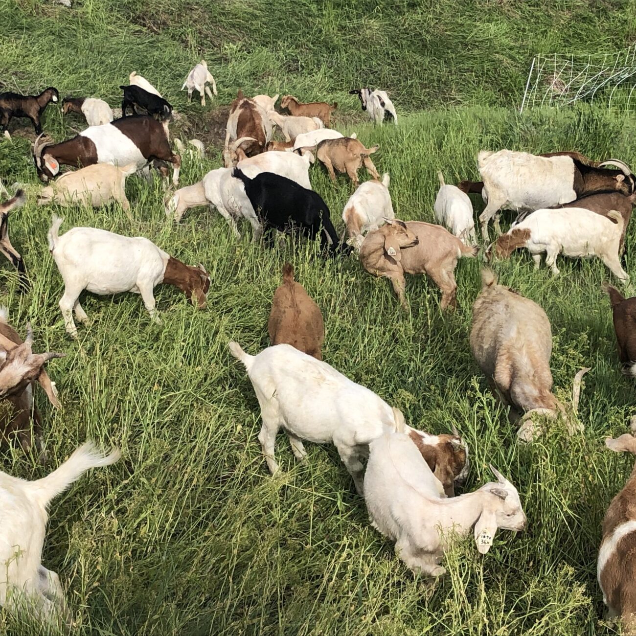 Creekside Goat Company – Sustainability through controlled grazing
